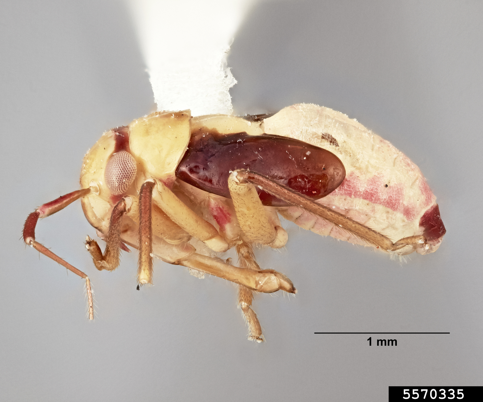 Plant bug (Tenthecoris confusus Hsiao & Sailer)