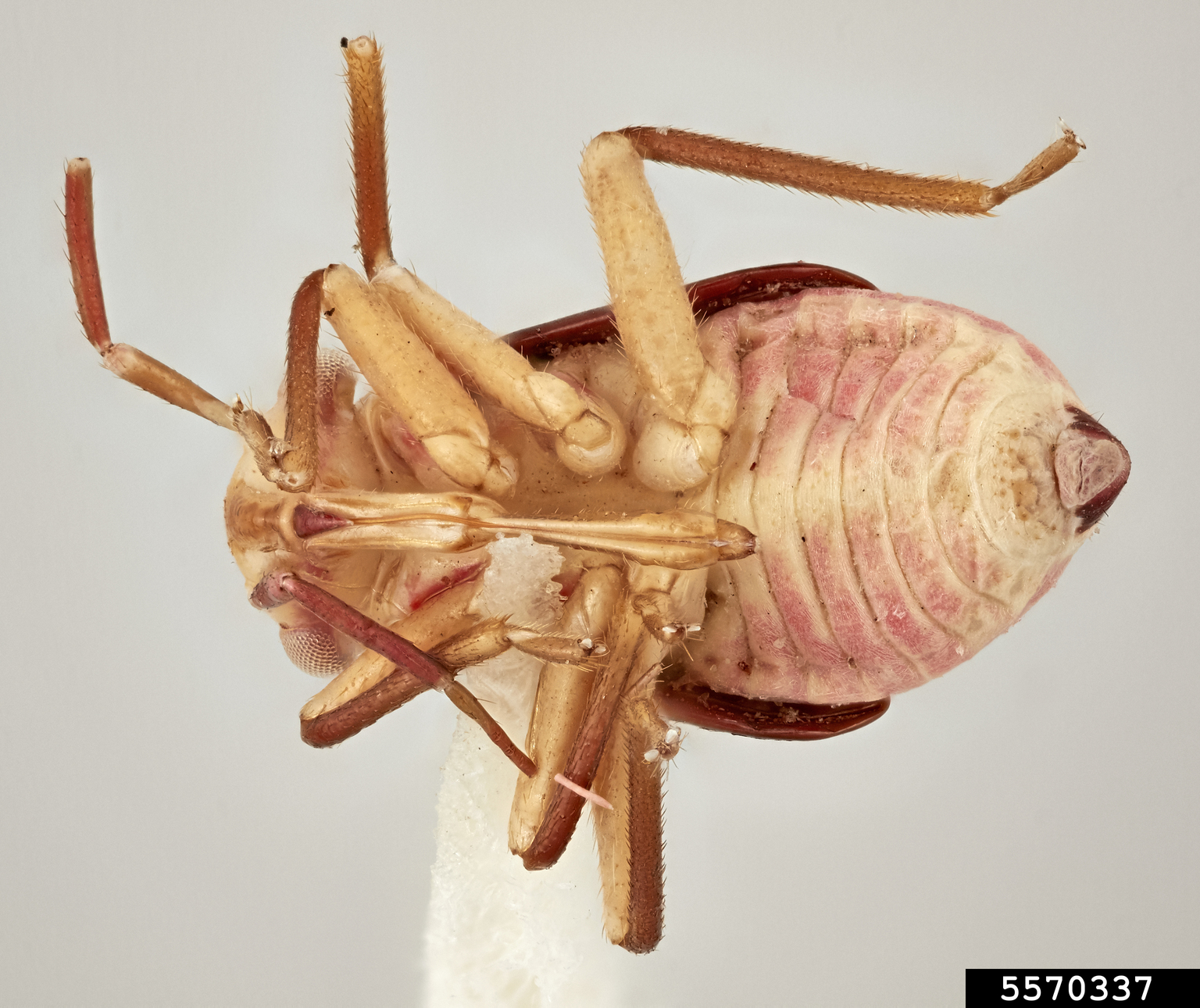 Plant bug (Tenthecoris confusus Hsiao & Sailer)