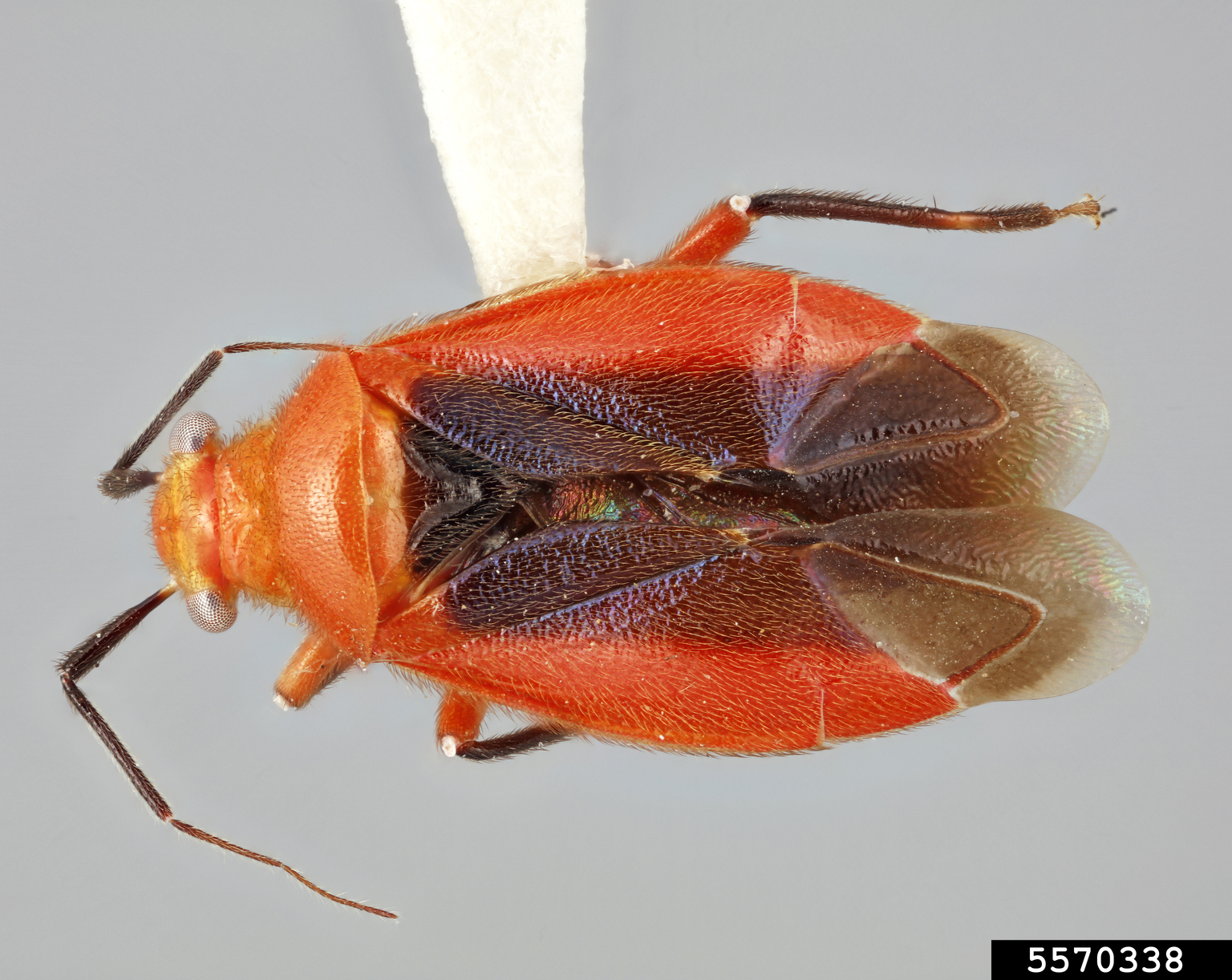 Plant bug (Tenthecoris confusus Hsiao & Sailer)