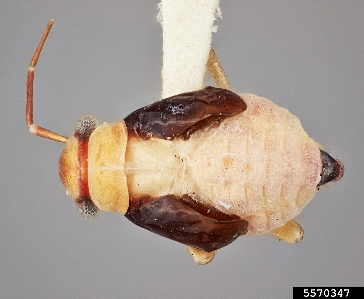 Plant bug (Tenthecoris venezuelensis)