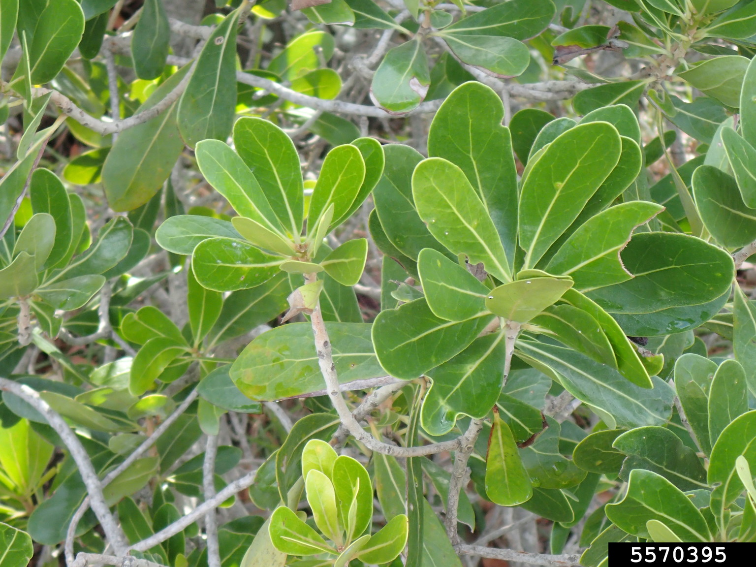 Tapia tree (Uapaca bojeri Baill.)