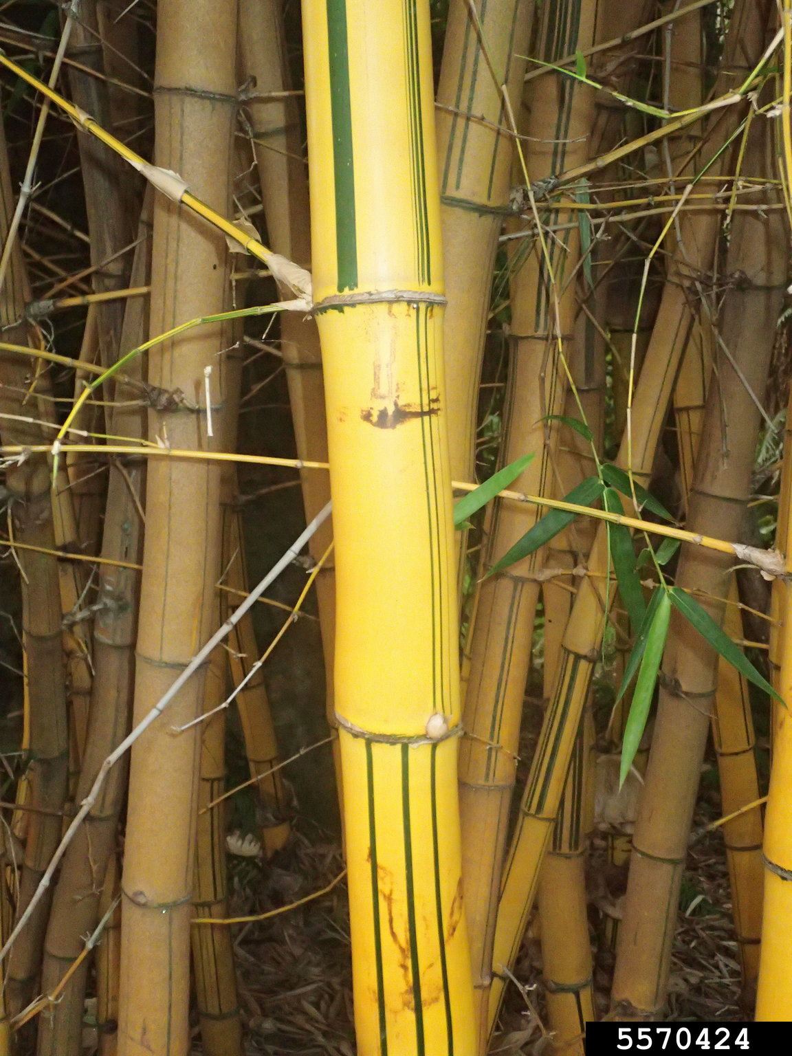 common bamboo (Bambusa vulgaris Schrad. ex J.C. Wendl.)