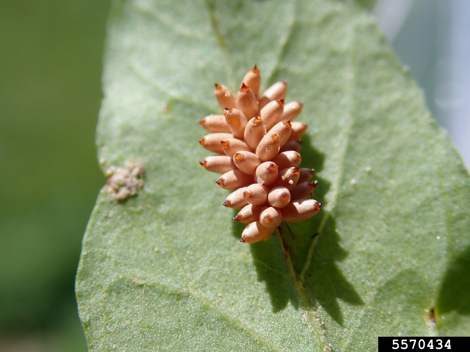 argus tortoise beetle (Chelymorpha cassidea (Fabricius, 1775))