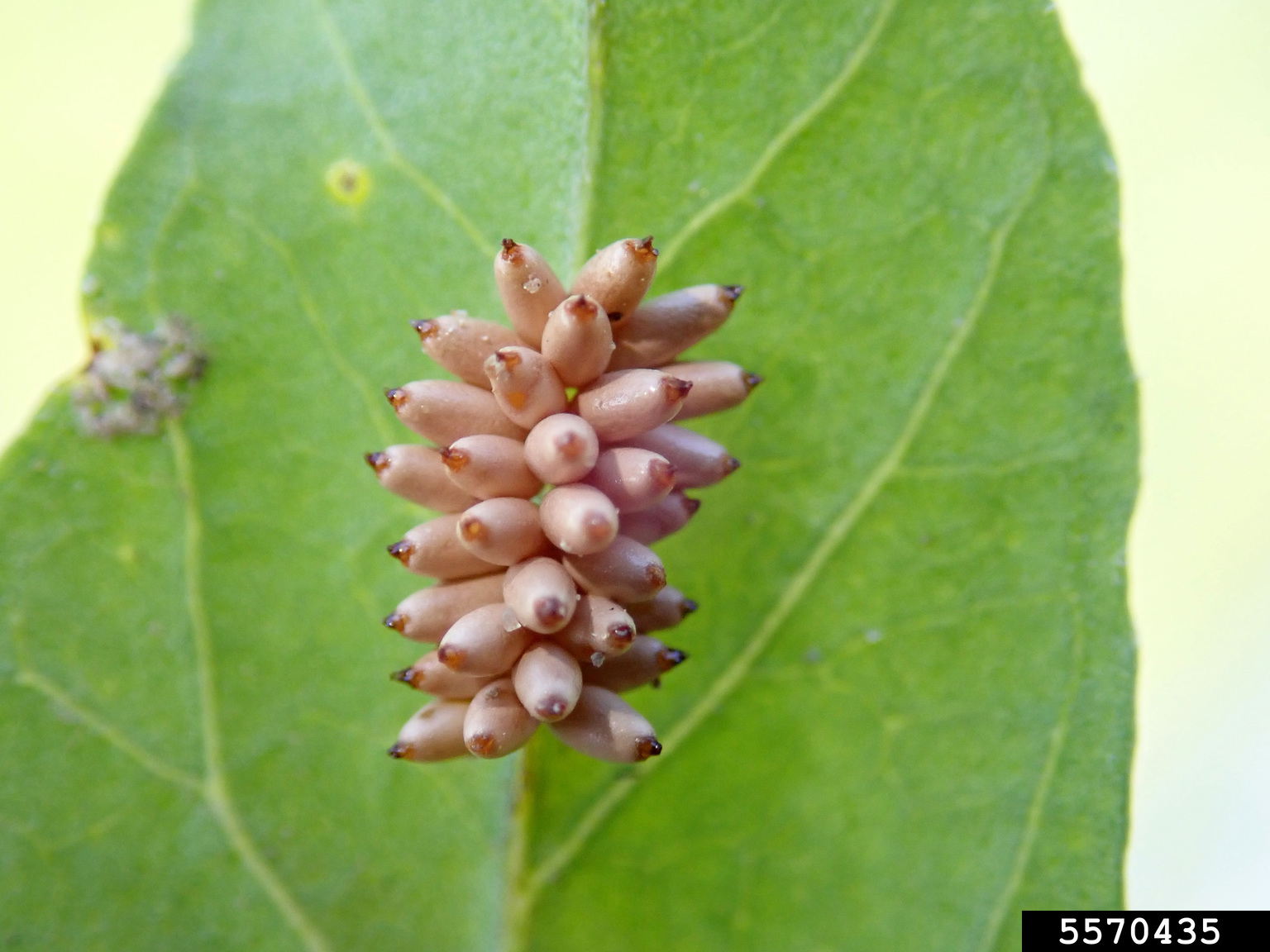argus tortoise beetle (Chelymorpha cassidea (Fabricius, 1775))