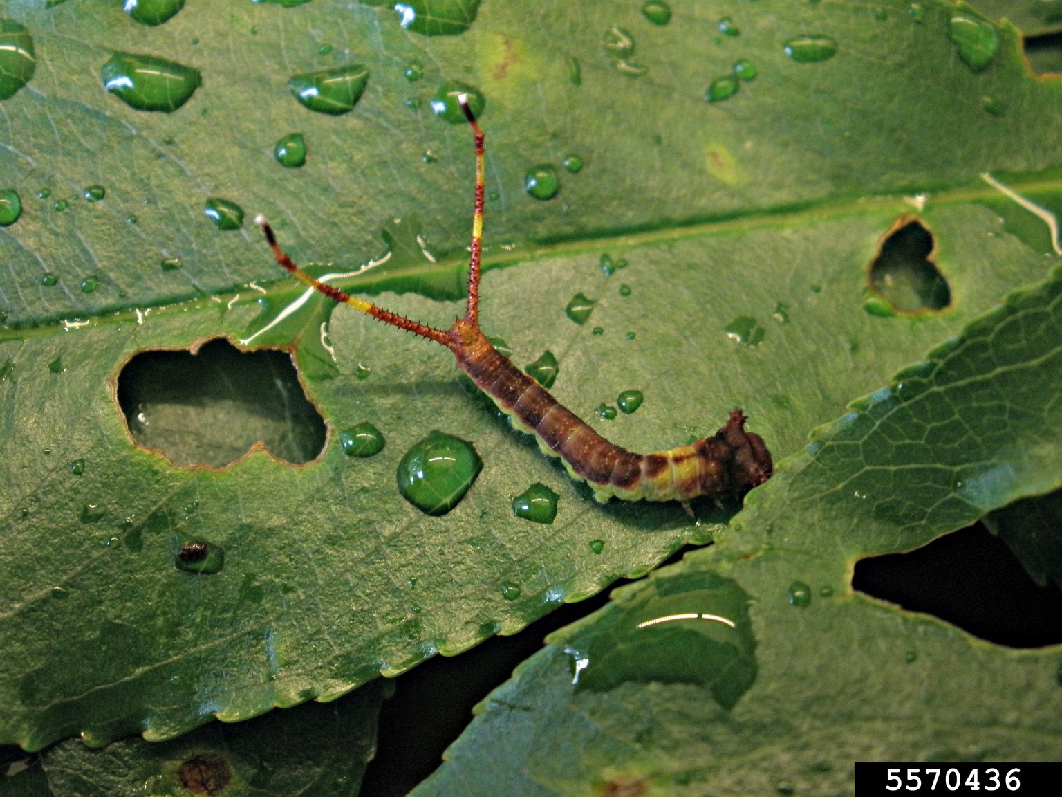gray furcula (Furcula cinerea (Walker))