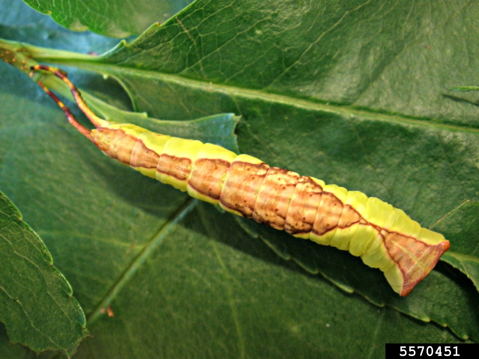 gray furcula (Furcula cinerea (Walker))