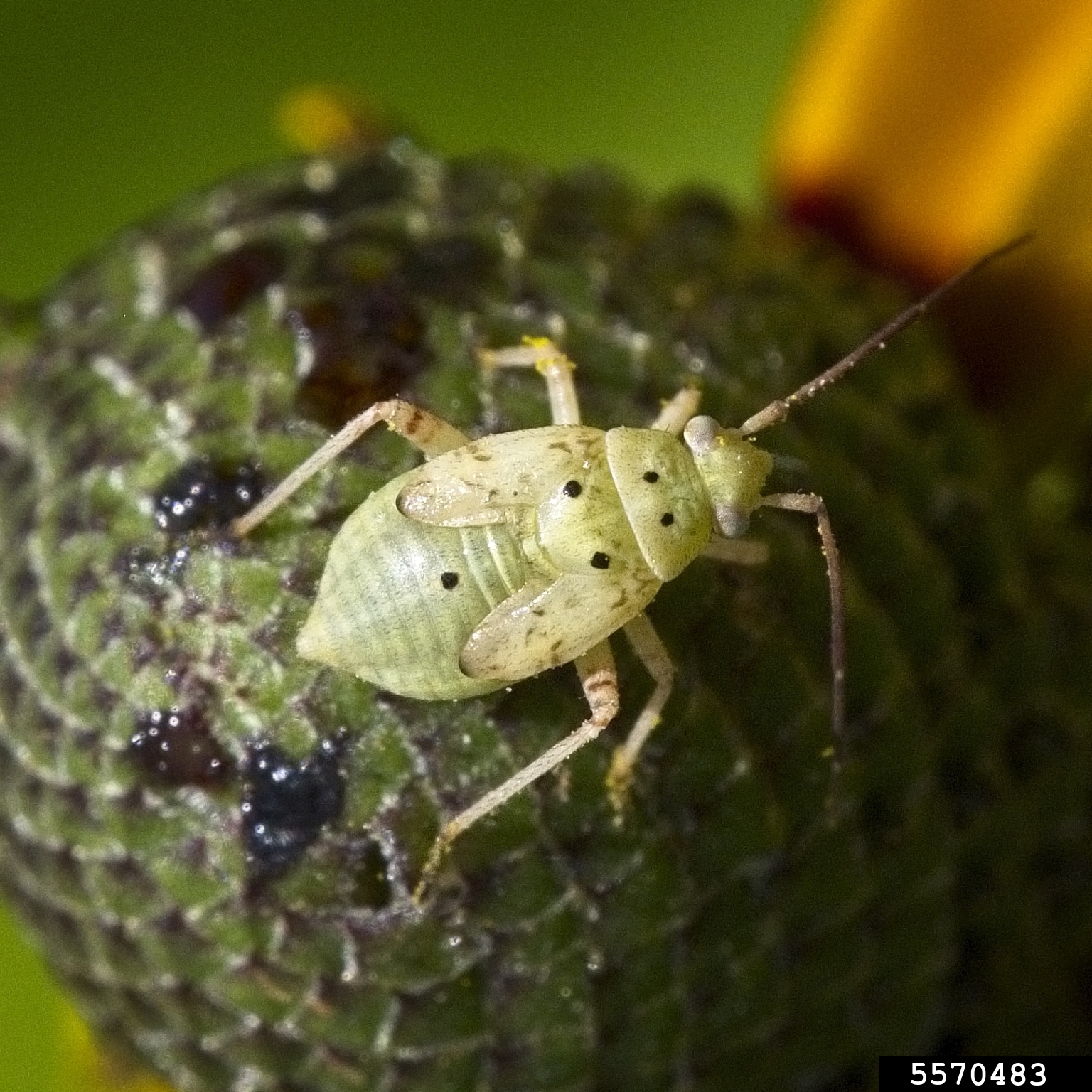 plant bug (Genus Lygus)