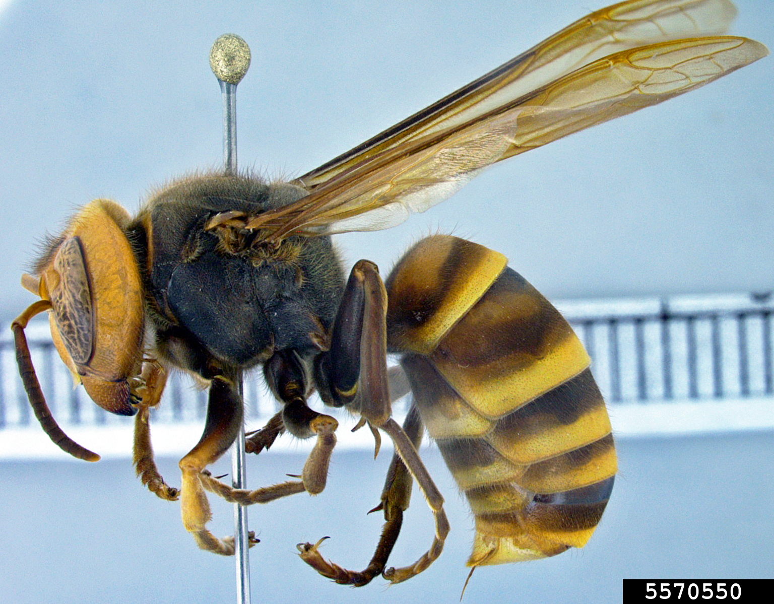 yellow-vented hornet (Vespa analis)