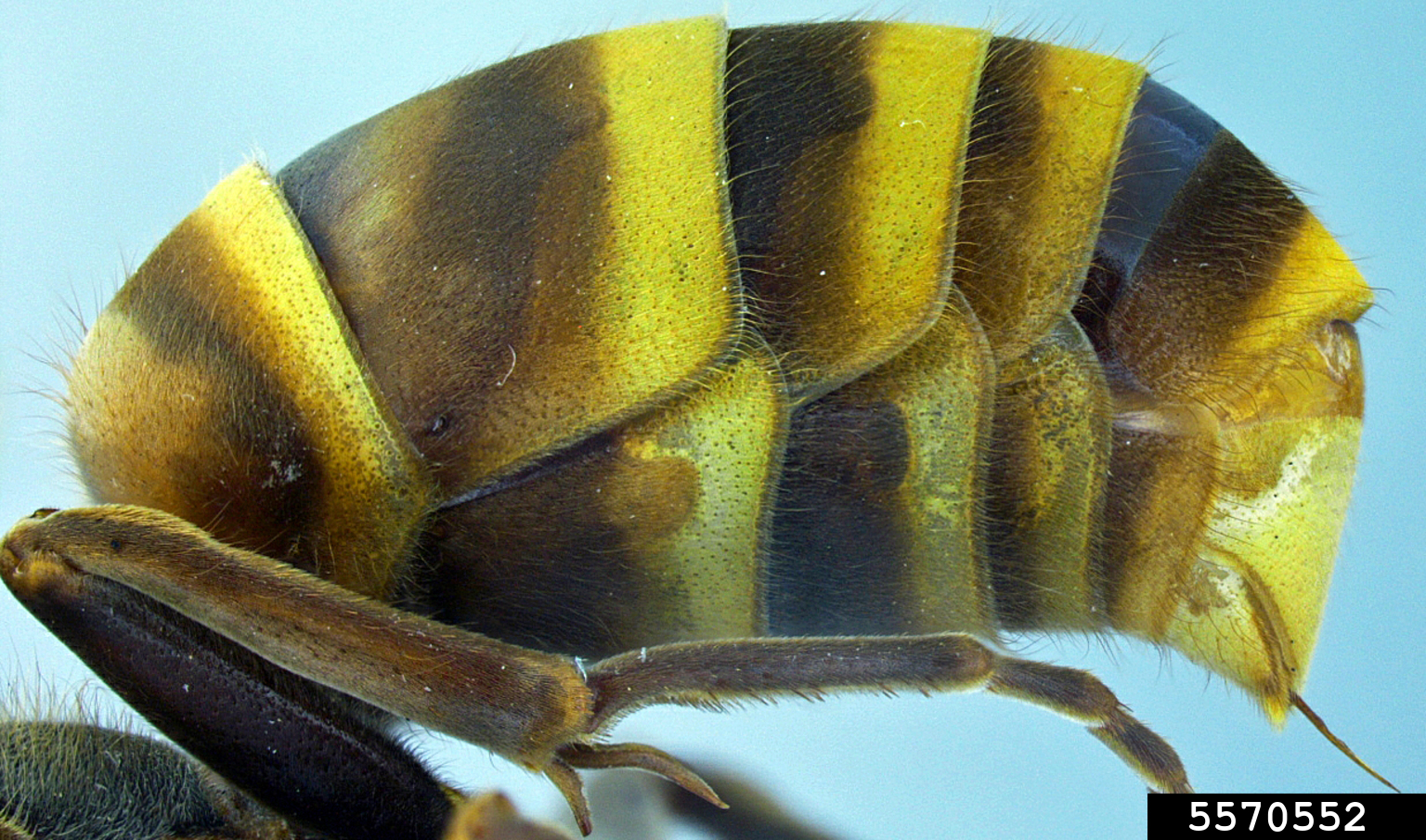 yellow-vented hornet (Vespa analis Fabricius, 1775)