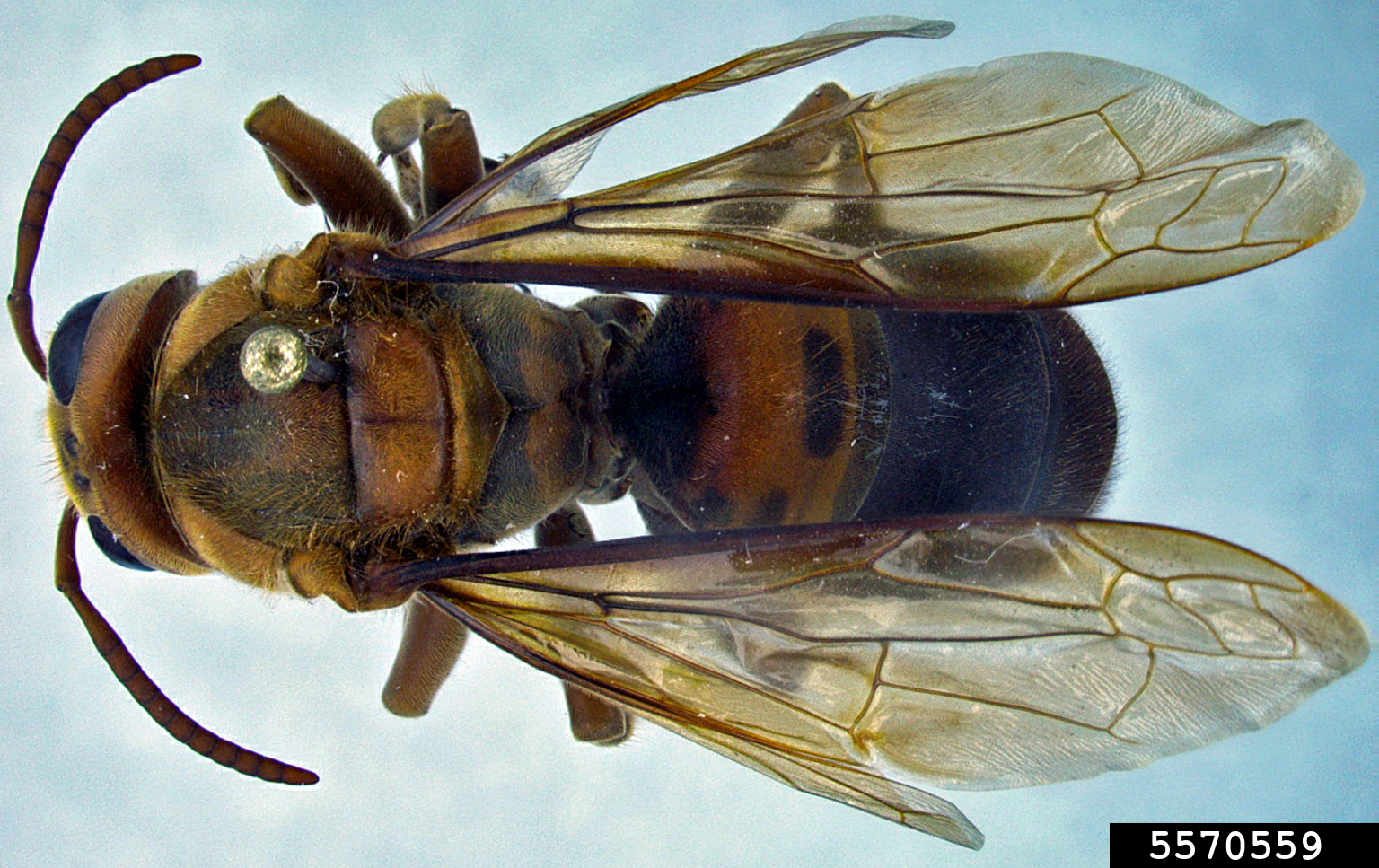 black-bellied hornet (Vespa basalis Smith, 1852)