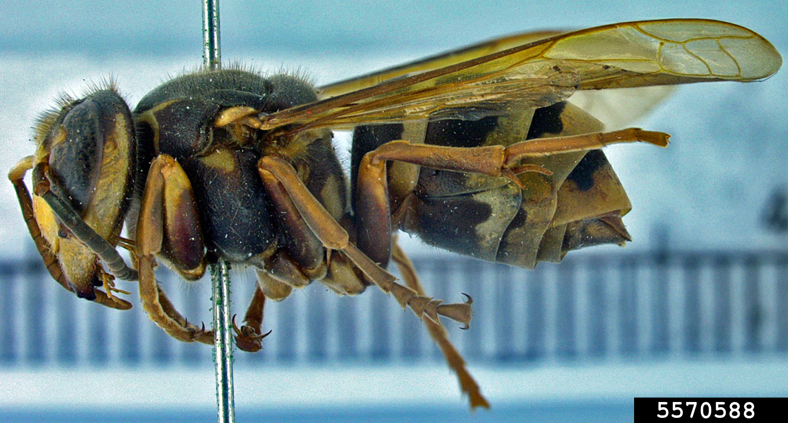 bellicosa hornet (Vespa bellicosa Saussure, 1854)
