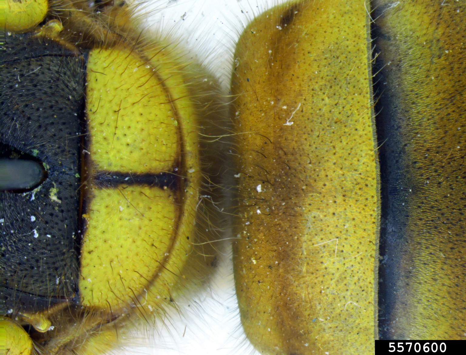 black shield hornet (Vespa bicolor Fabricius, 1787)