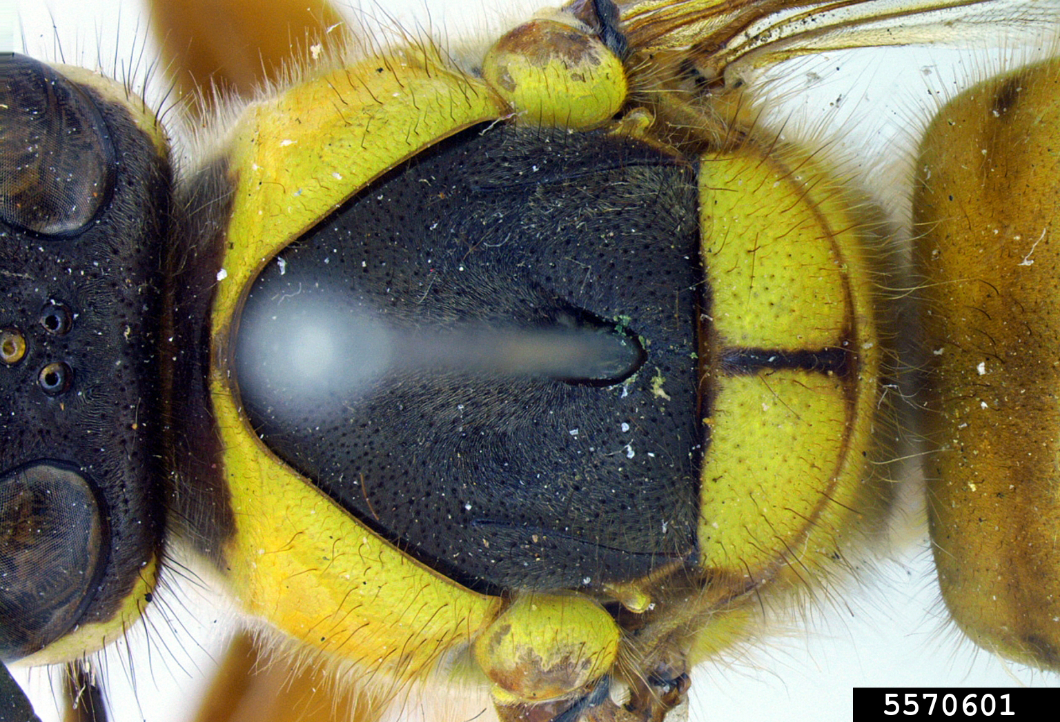 black shield hornet (Vespa bicolor)