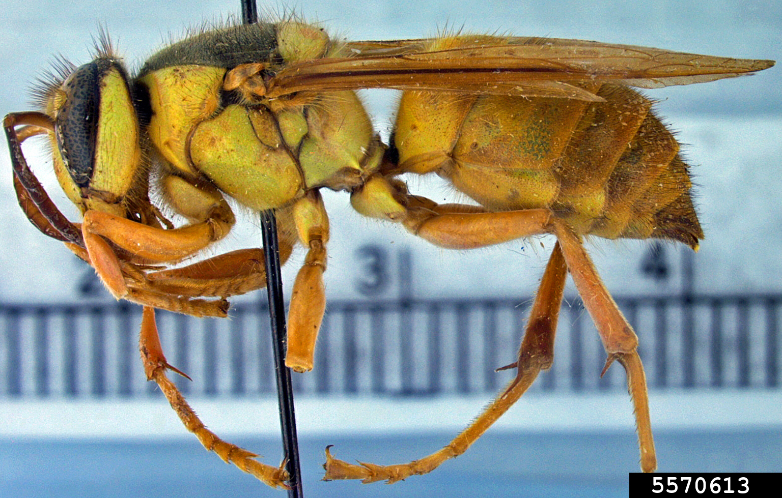 black shield hornet (Vespa bicolor Fabricius, 1787)