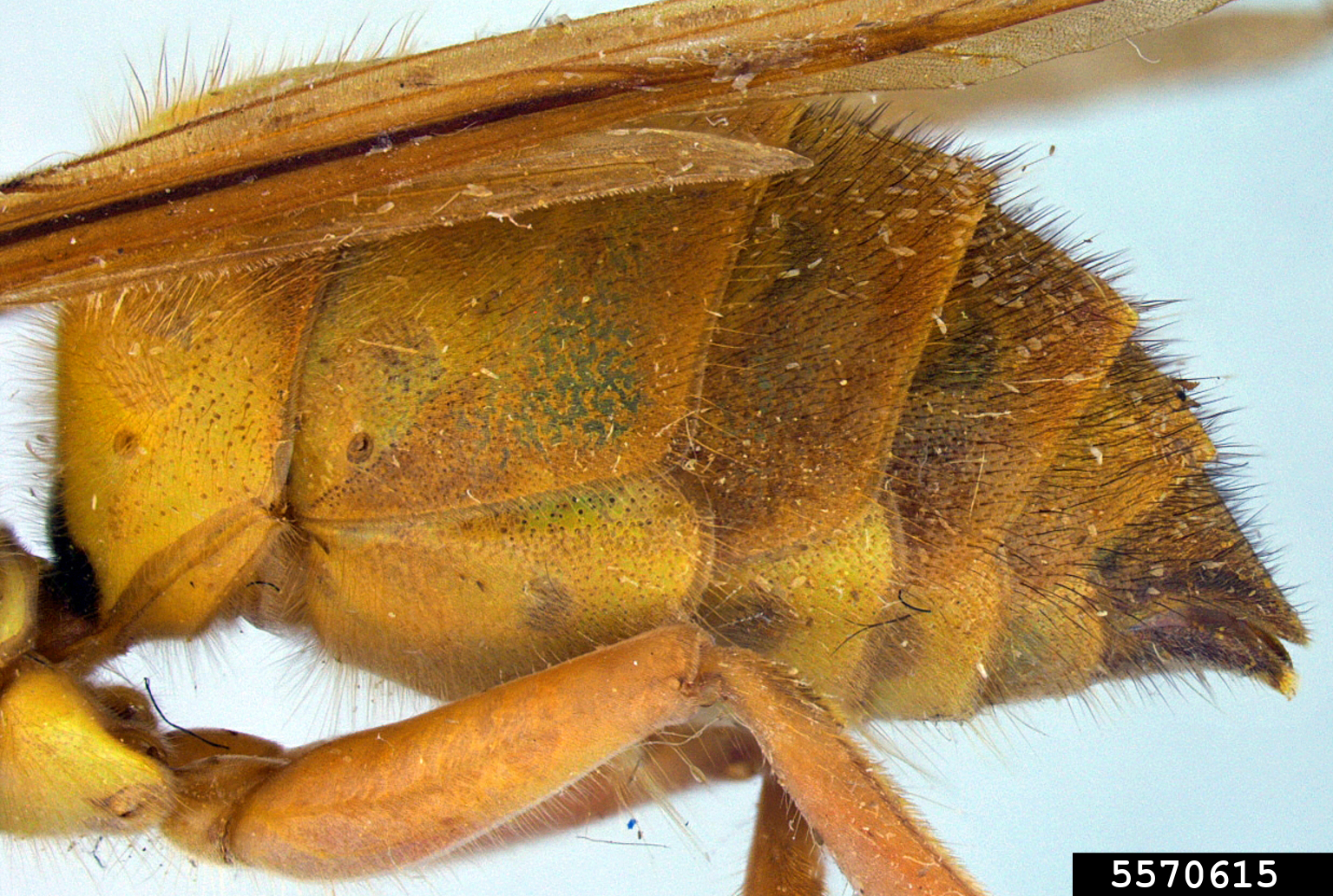 black shield hornet (Vespa bicolor)