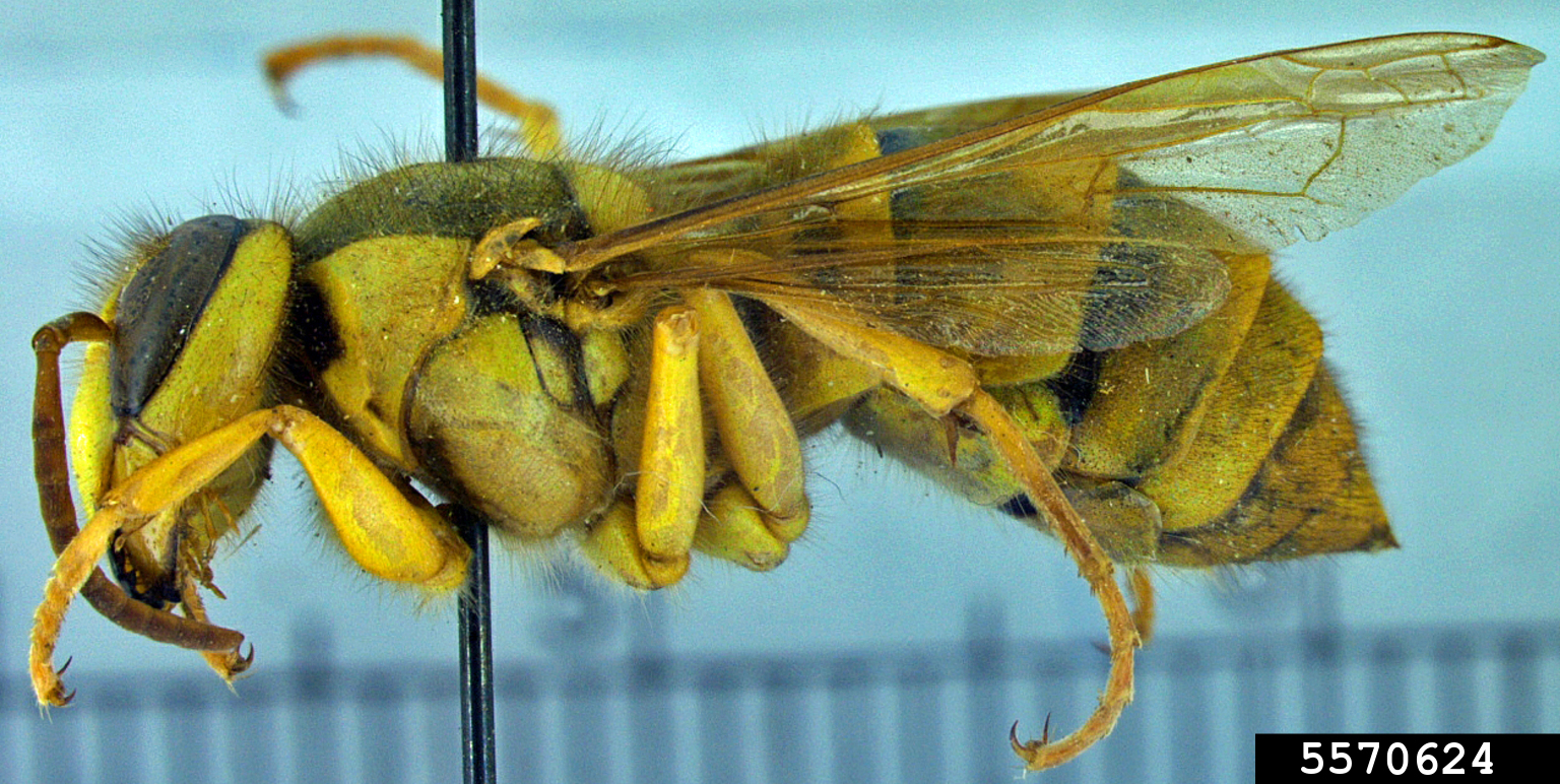 black shield hornet (Vespa bicolor Fabricius, 1787)