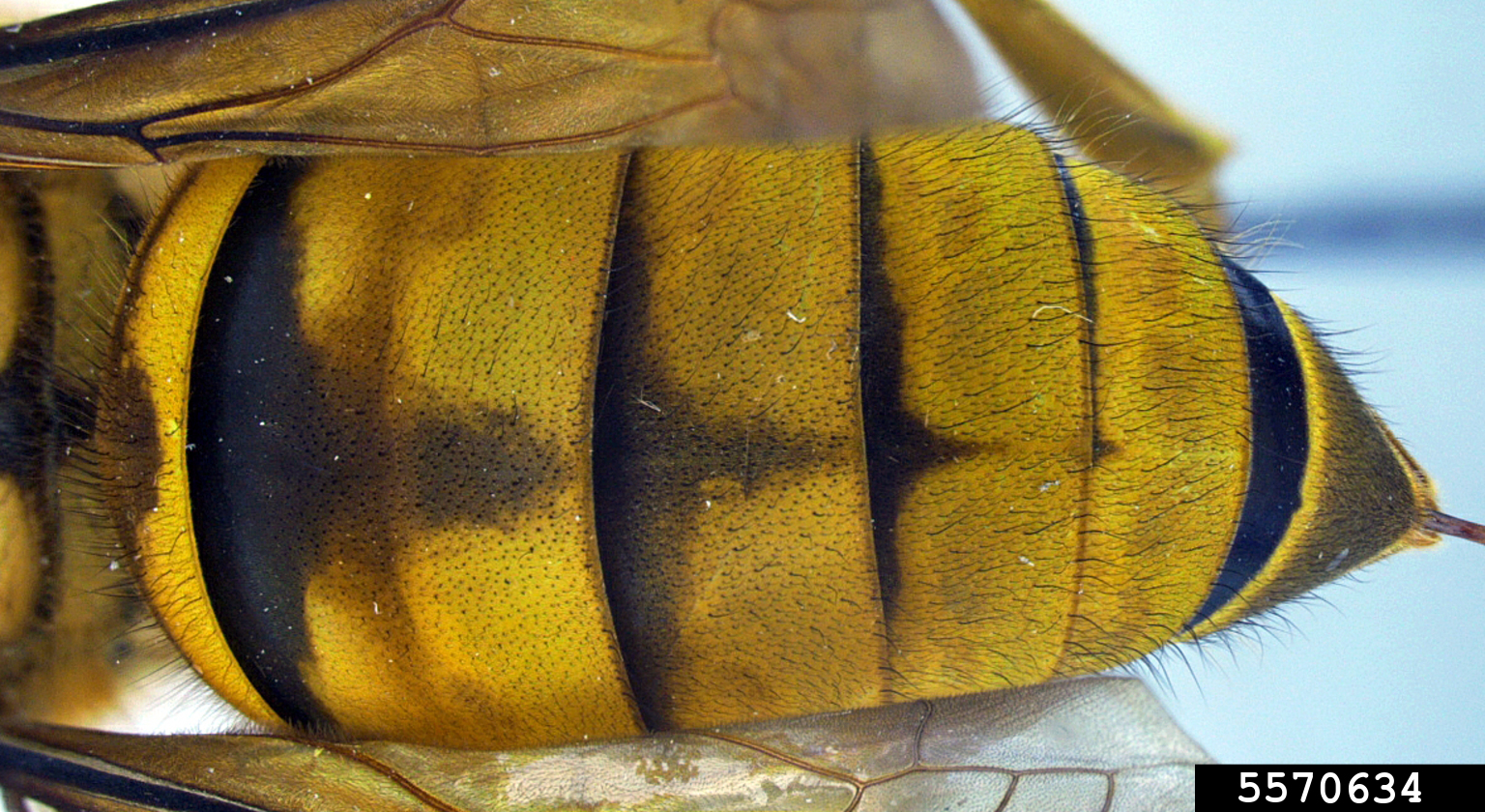 black shield hornet (Vespa bicolor)