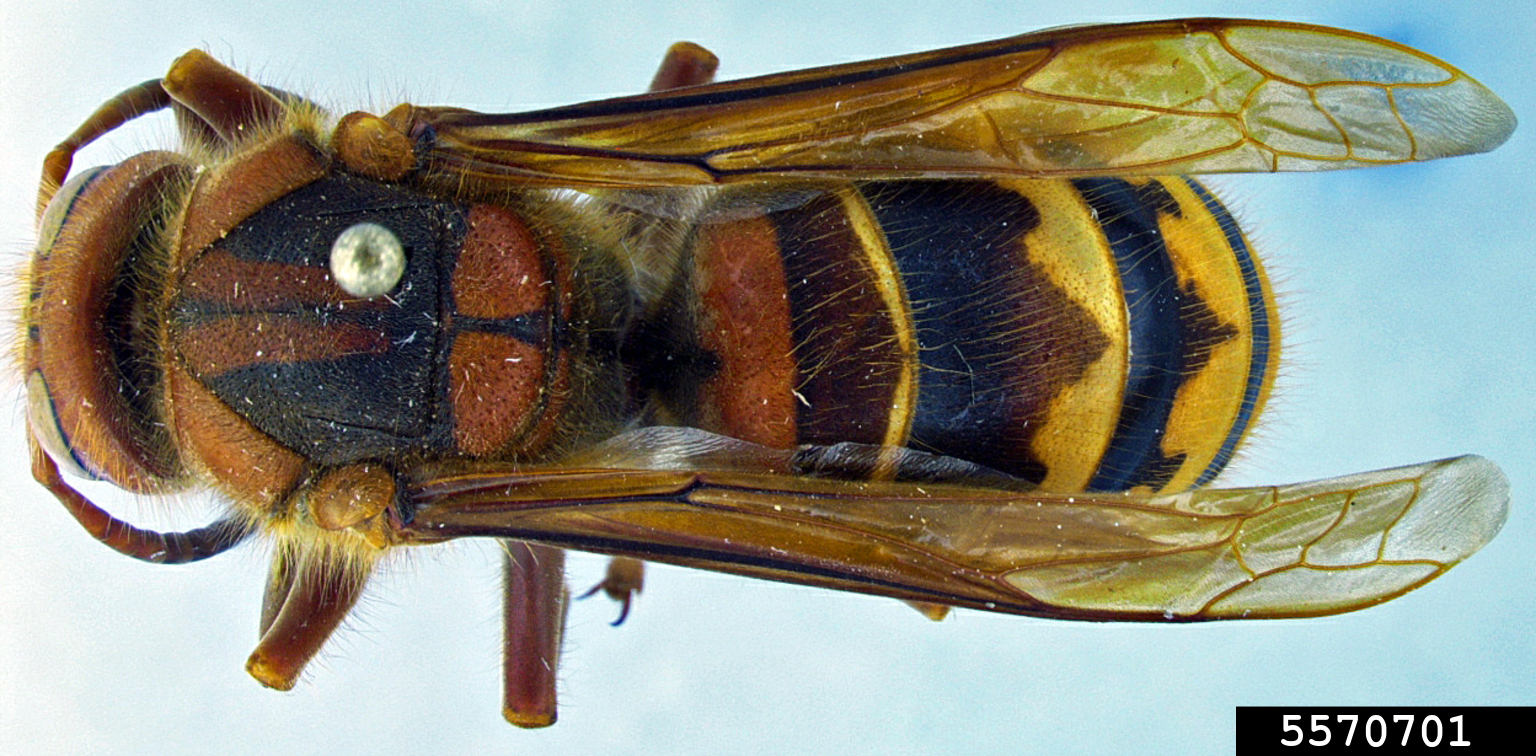 European hornet (Vespa crabro Linnaeus)