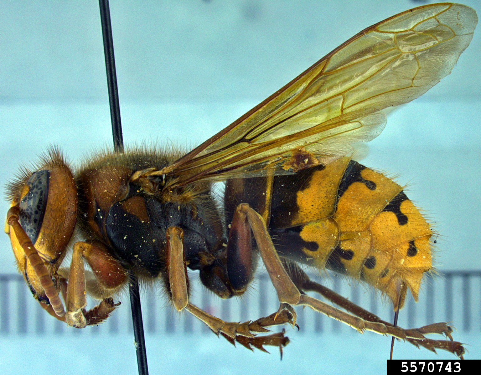 European hornet (Vespa crabro Linnaeus)