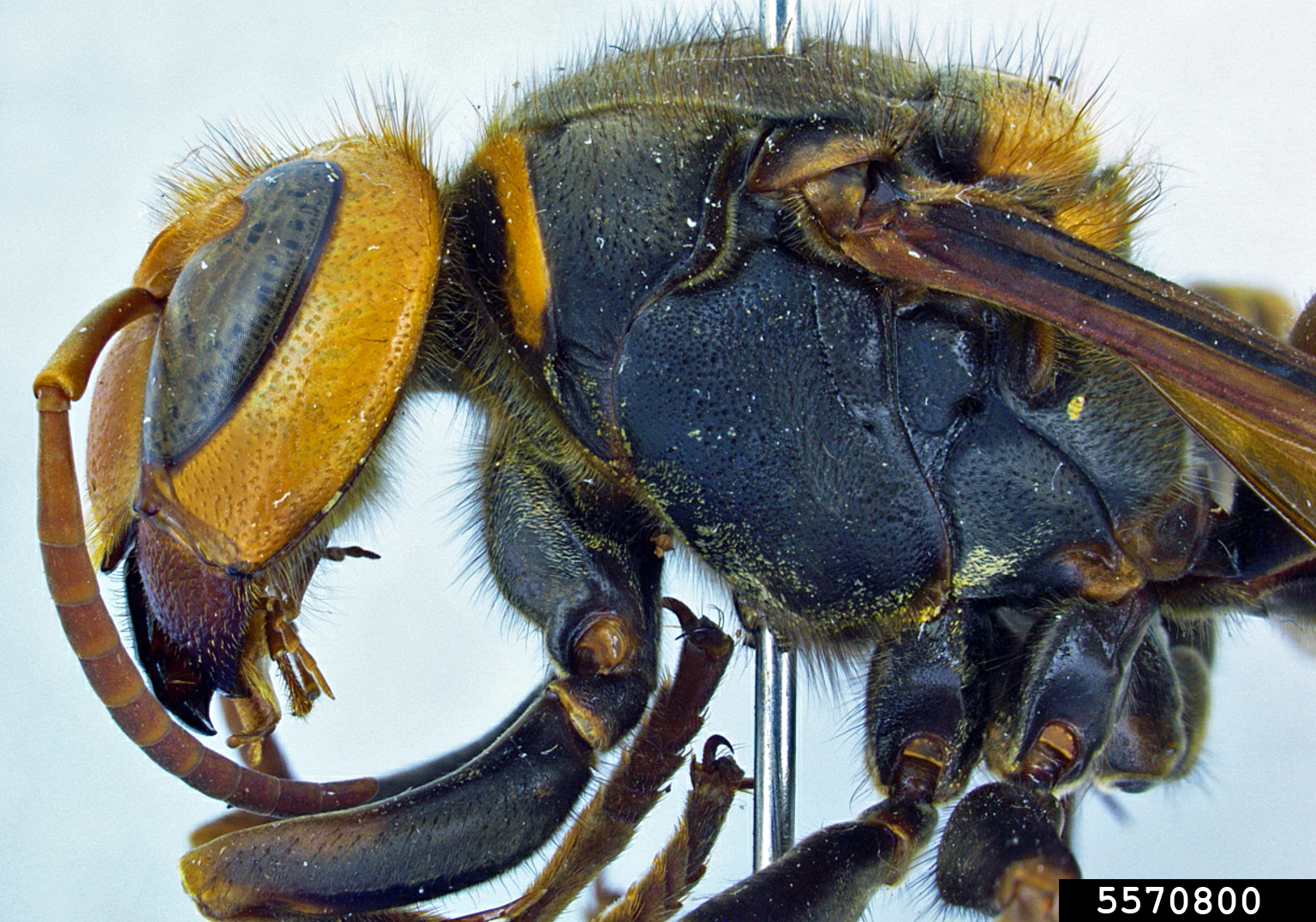 black-tailed hornet (Vespa ducalis)