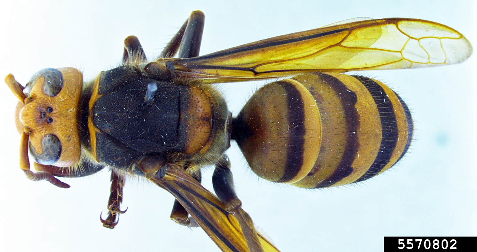 black-tailed hornet (Vespa ducalis Smith, 1852)