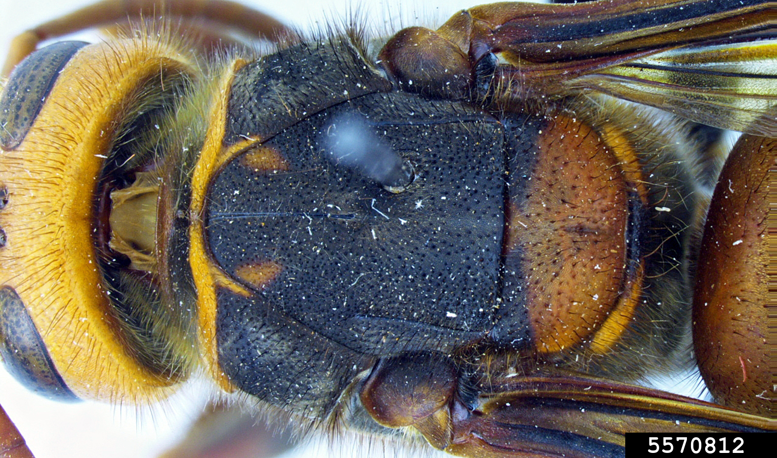 black-tailed hornet (Vespa ducalis Smith, 1852)