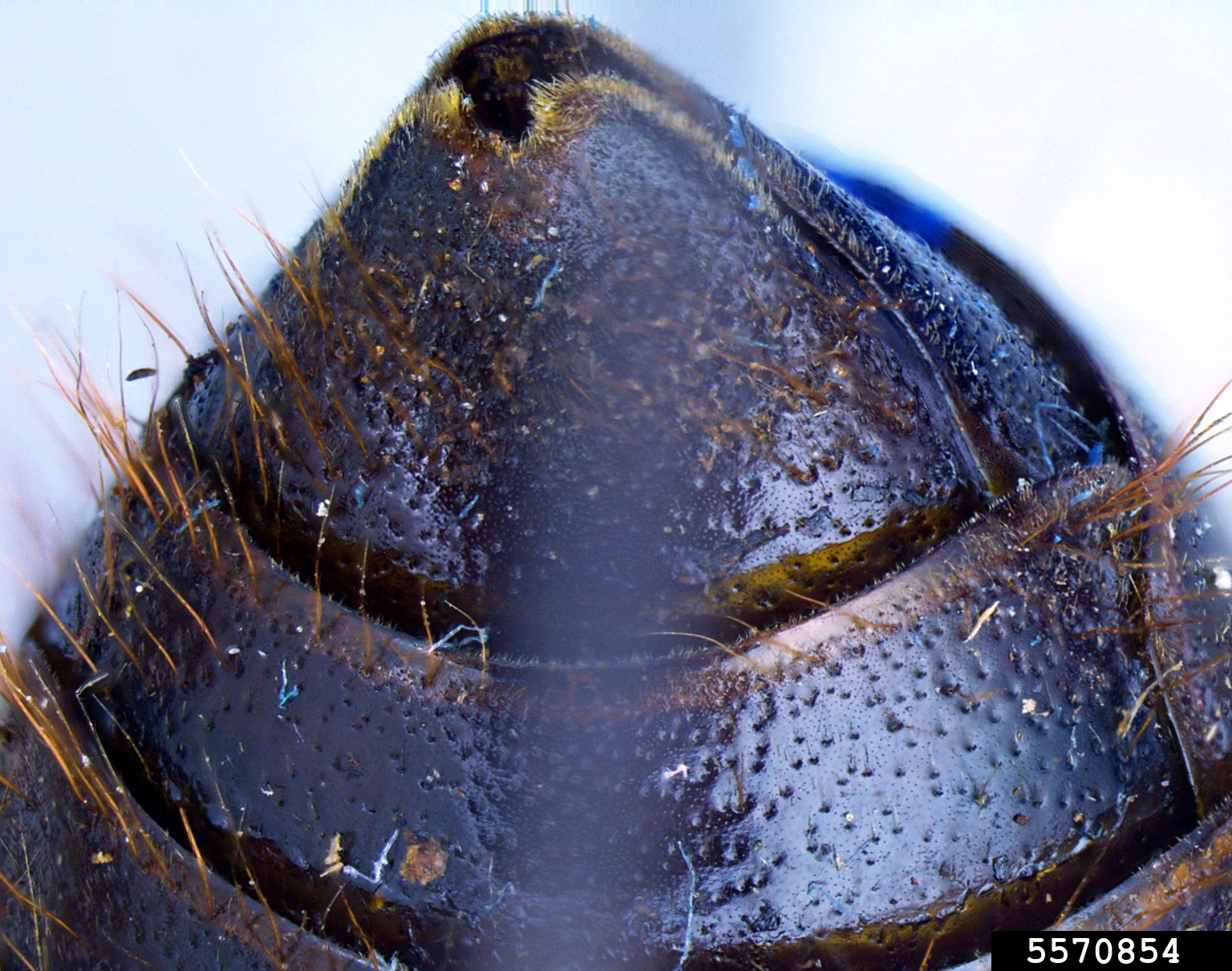 hornet (Vespa dybowskii André, 1884)