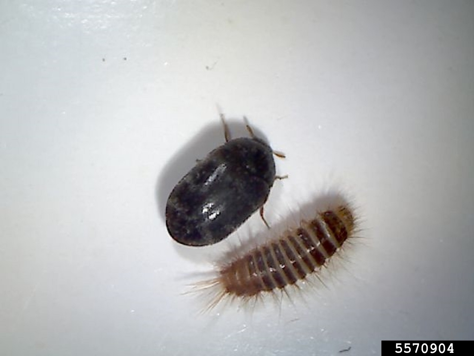 glabrous cabinet beetle (Trogoderma glabrum (Herbst, 1783))