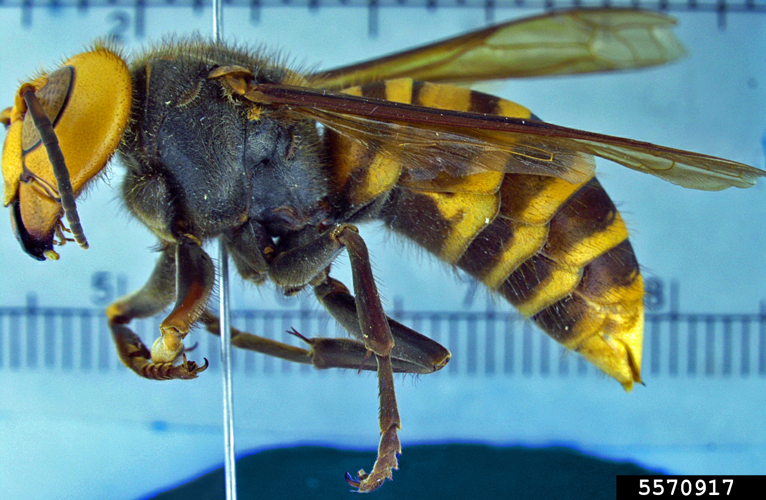 northern giant hornet (formerly Asian giant hornet) (Vespa mandarinia)