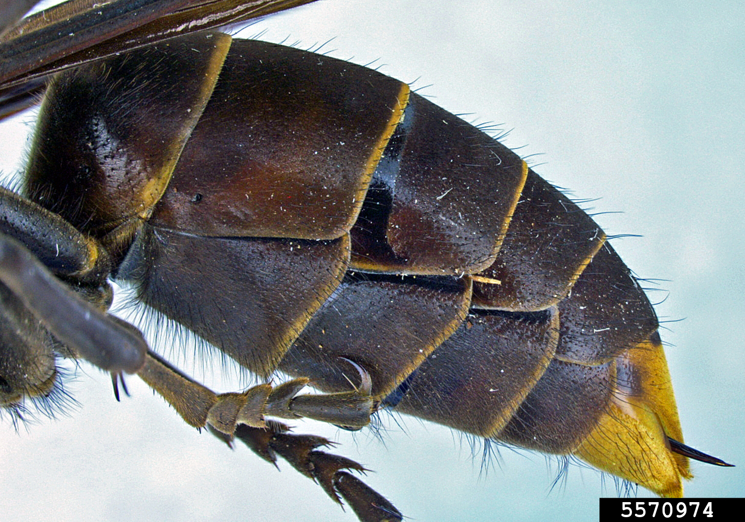 northern giant hornet (formerly Asian giant hornet) (Vespa mandarinia ...