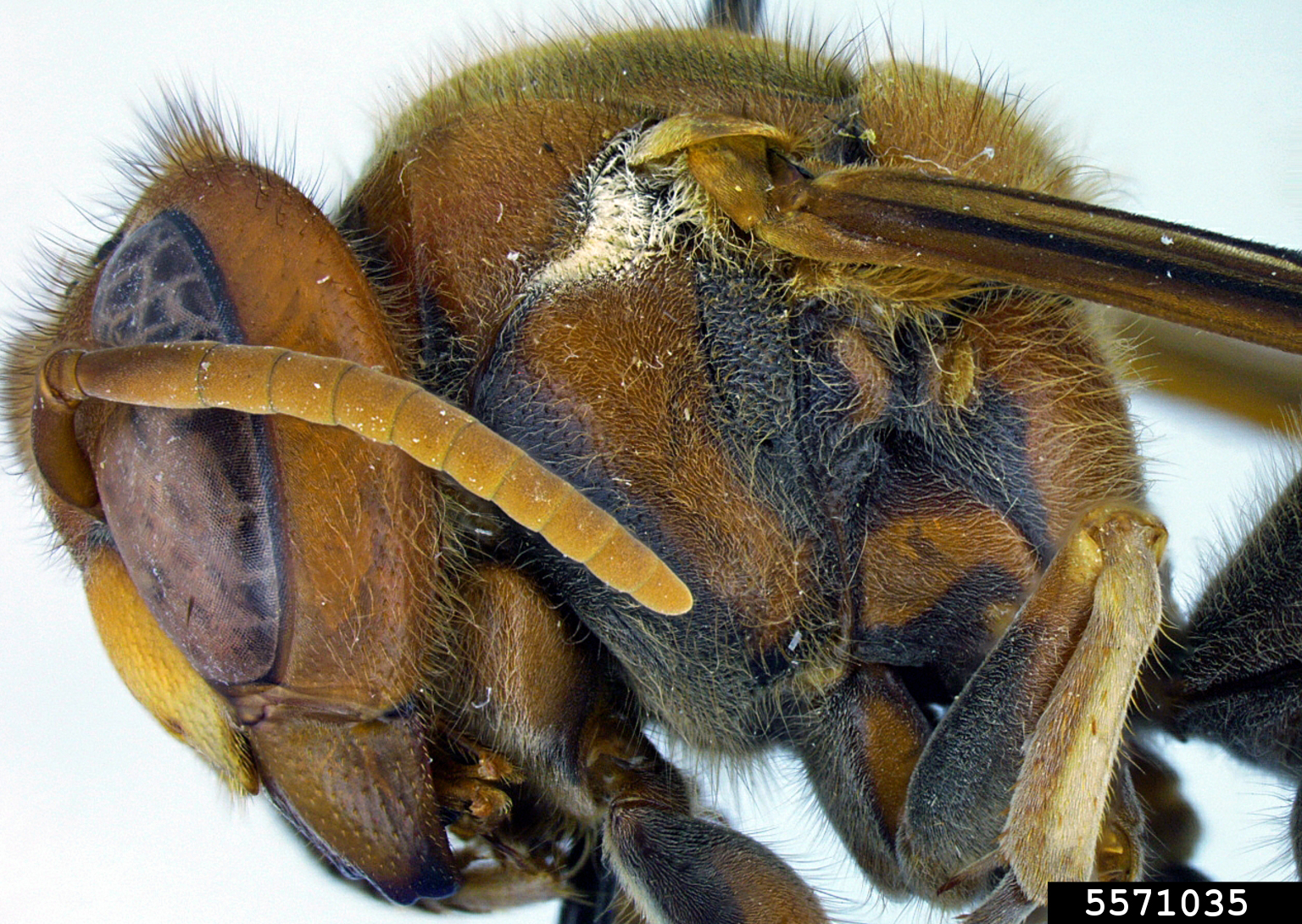 hornet (Vespa mocsaryana du Buysson, 1905)