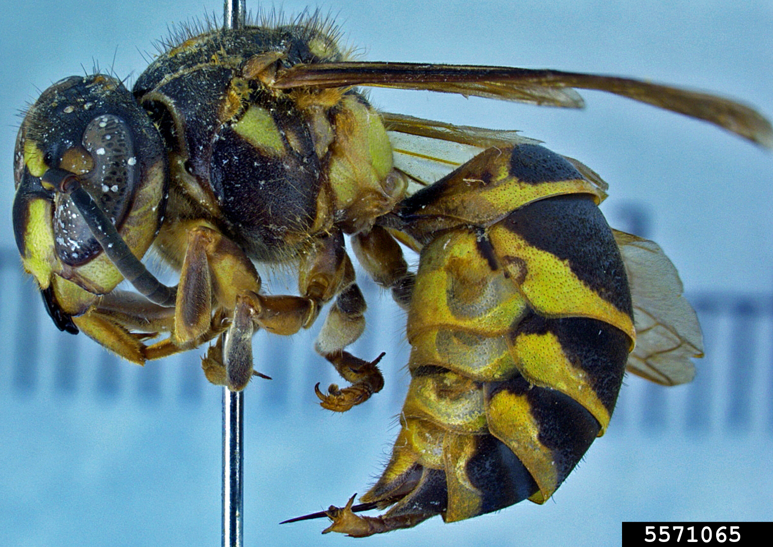 hornet (Vespa multimaculata Perez, 1910)