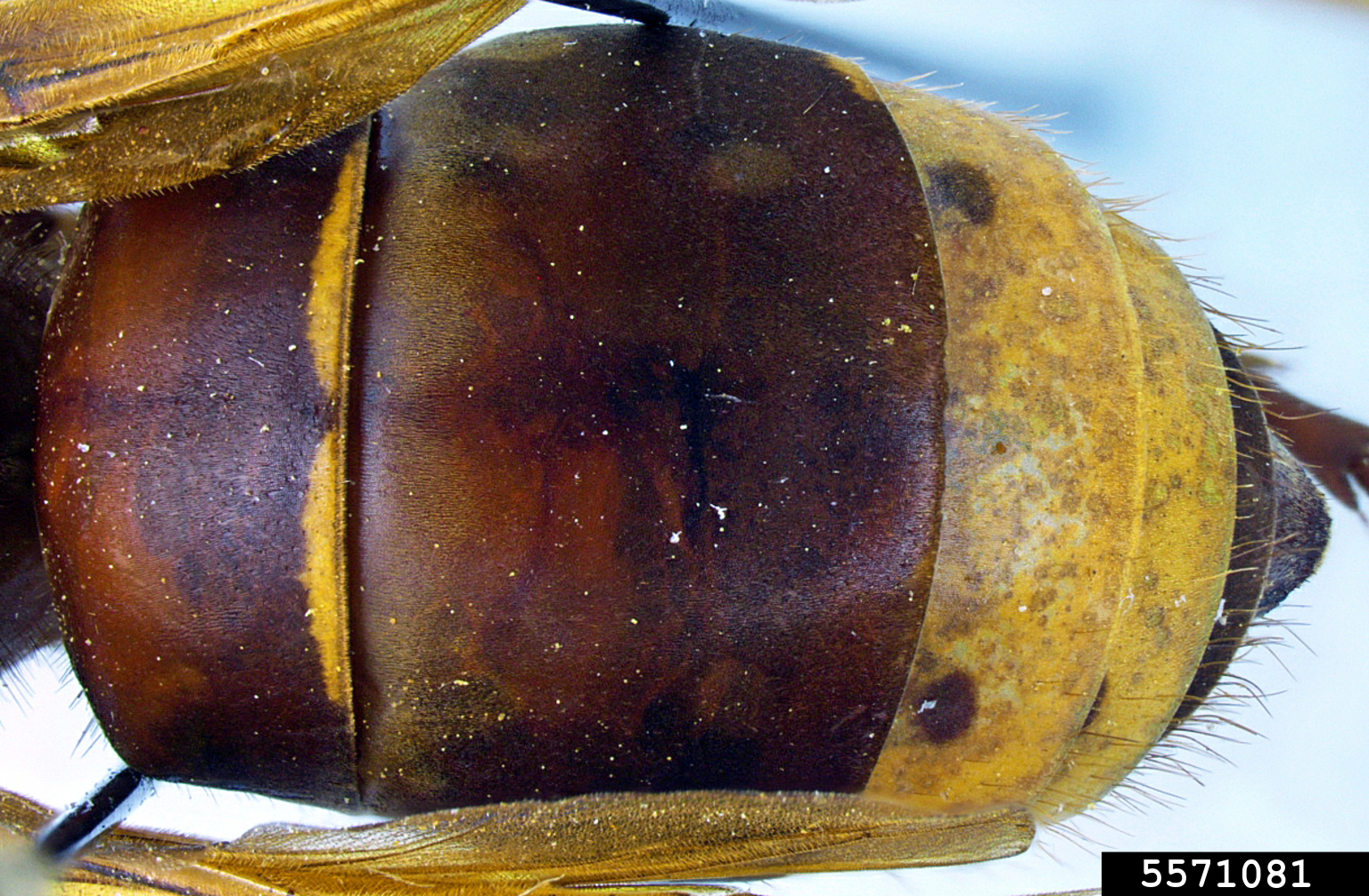 Oriental hornet (Vespa orientalis)