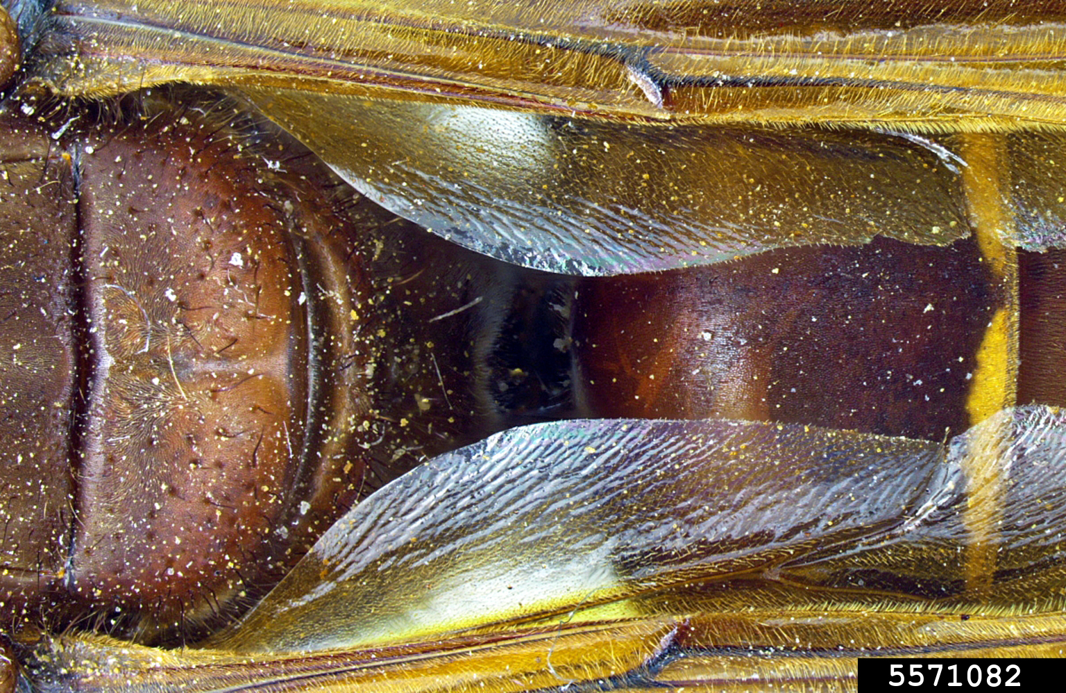 Oriental hornet (Vespa orientalis)