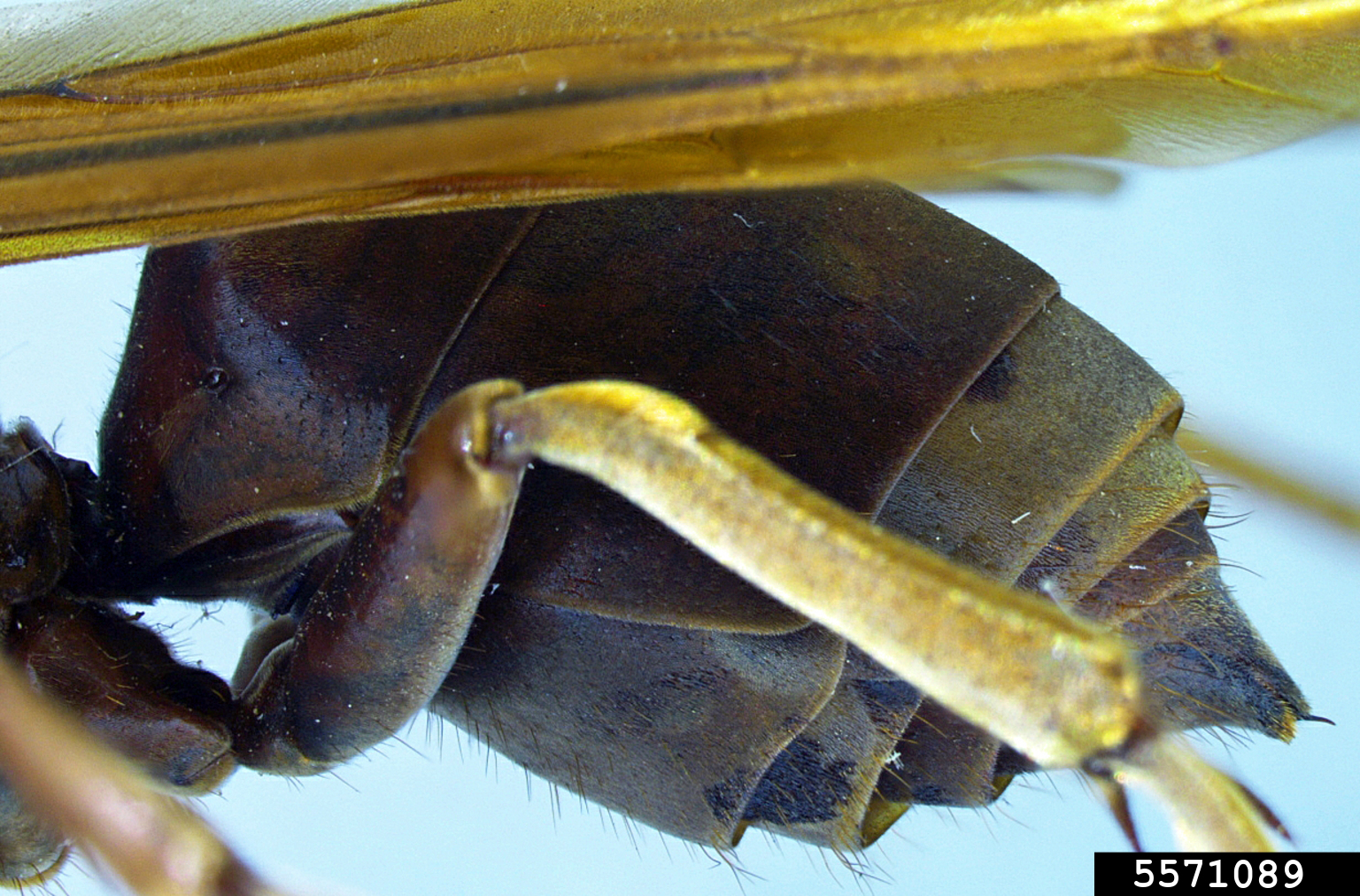 Oriental hornet (Vespa orientalis Linnaeus)