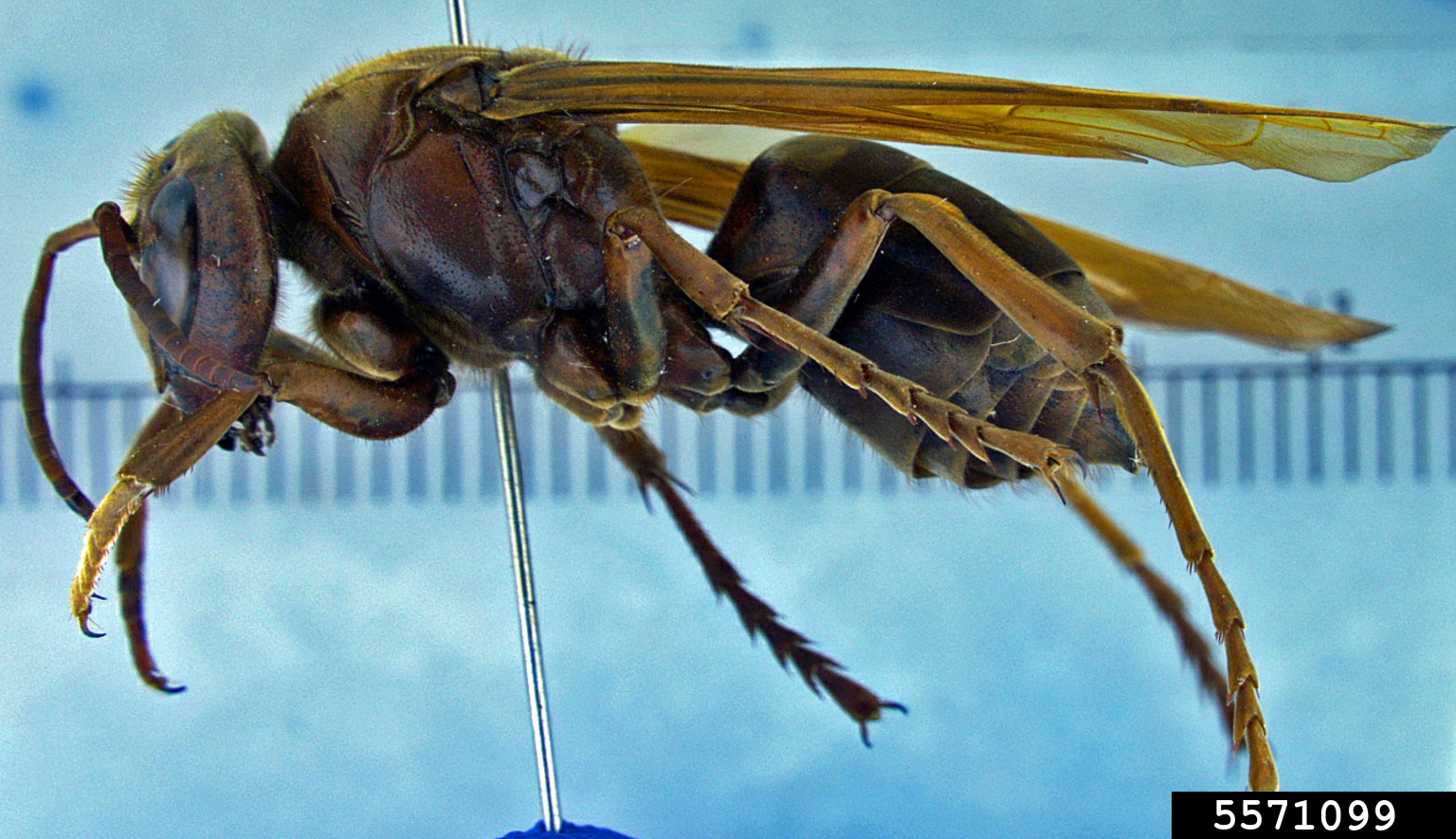 Oriental hornet (Vespa orientalis)