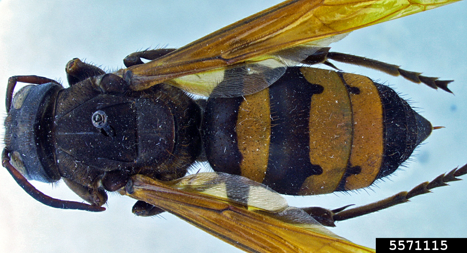 Philippine hornet (Vespa philippinensis de Saussure, 1854)