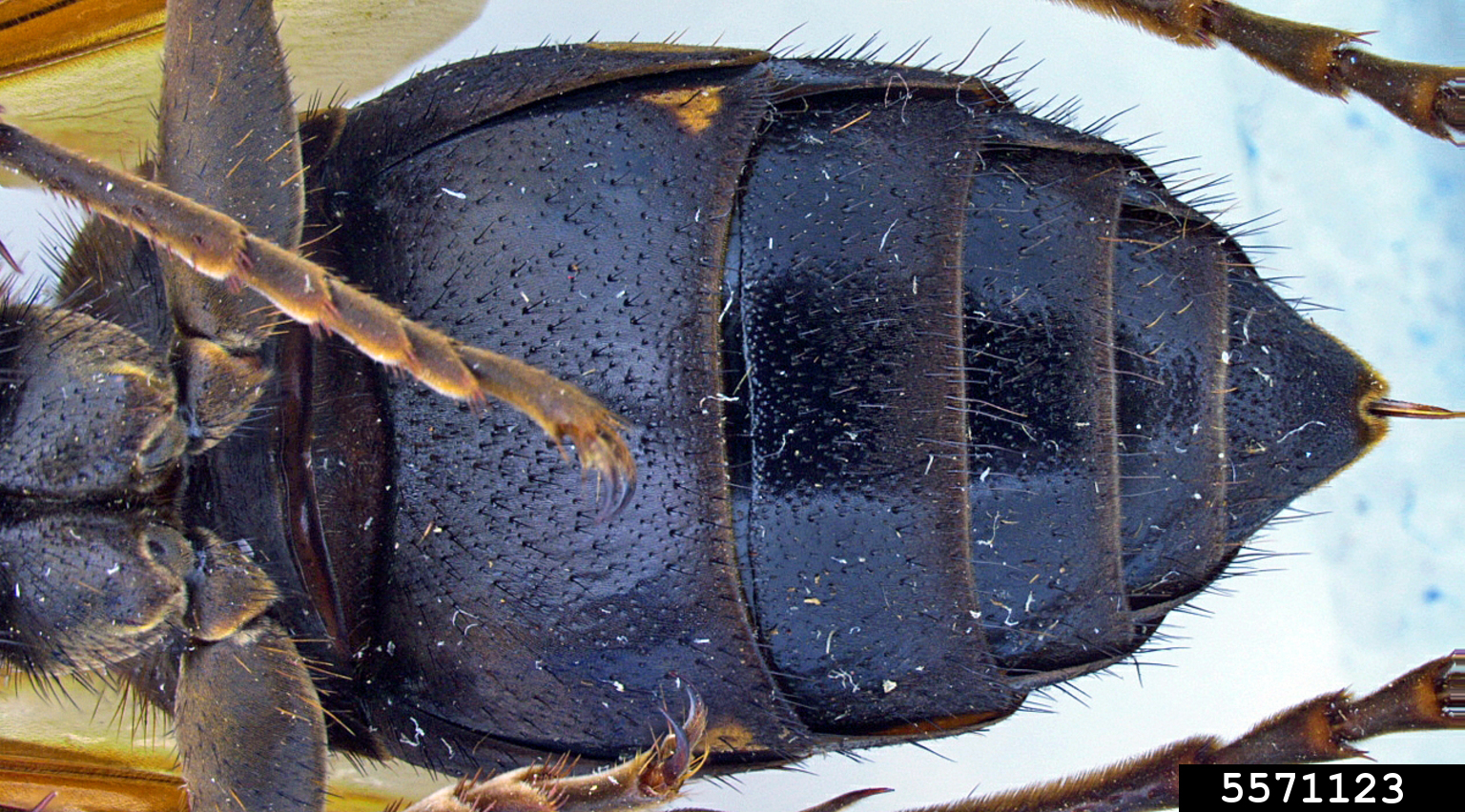 Philippine hornet (Vespa philippinensis de Saussure, 1854)