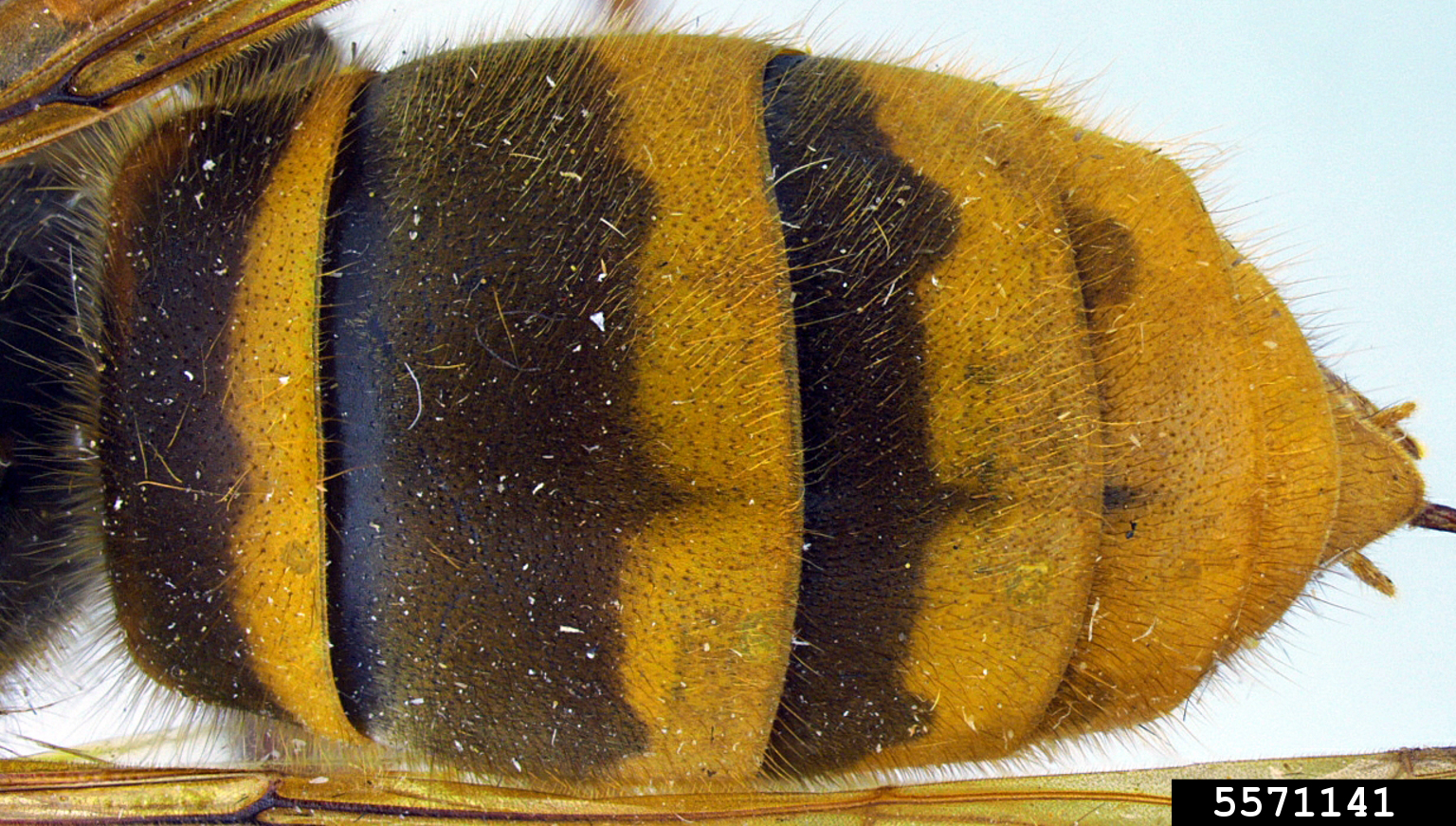 yellow hornet (Vespa simillima)