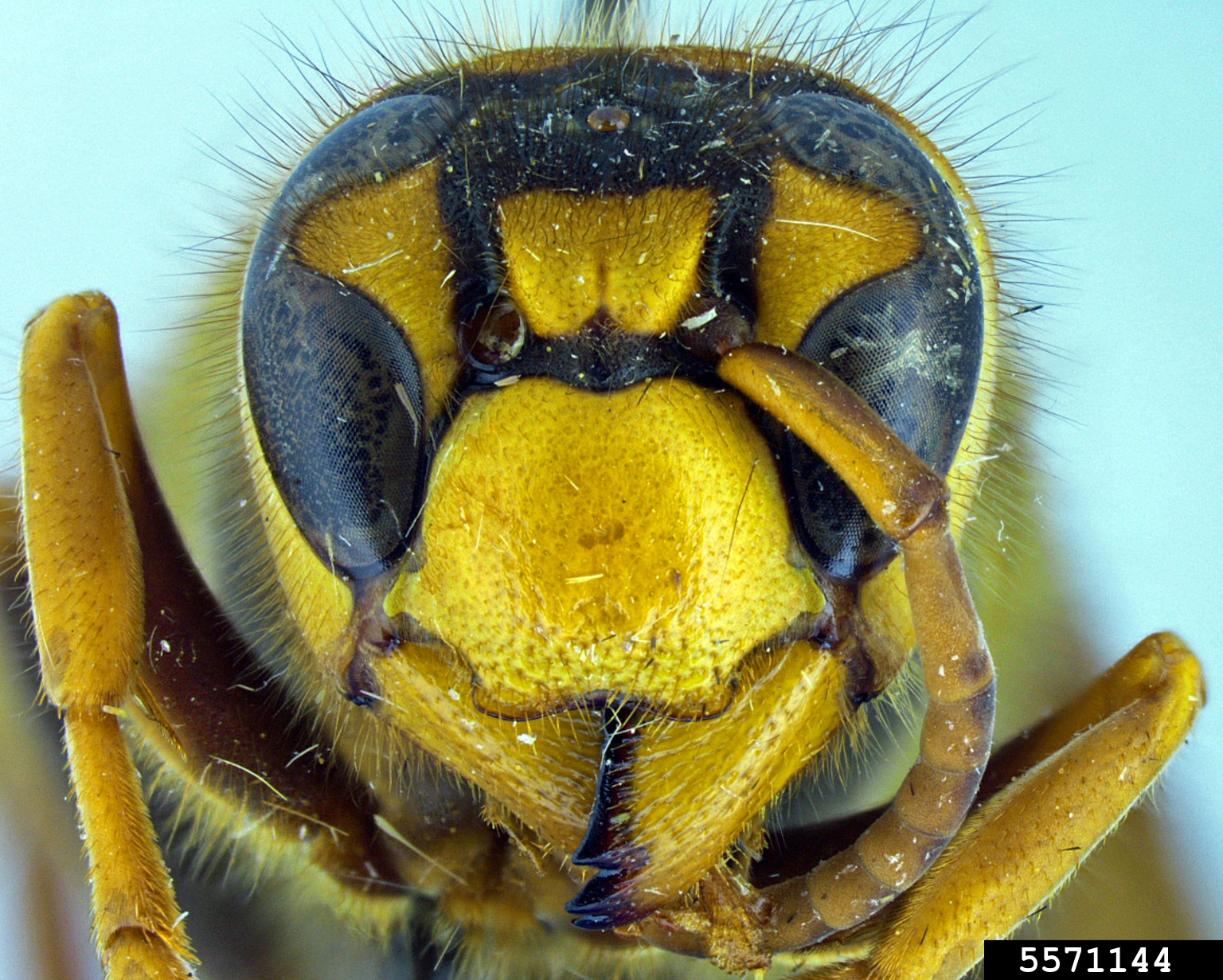 yellow hornet (Vespa simillima Smith, 1868)