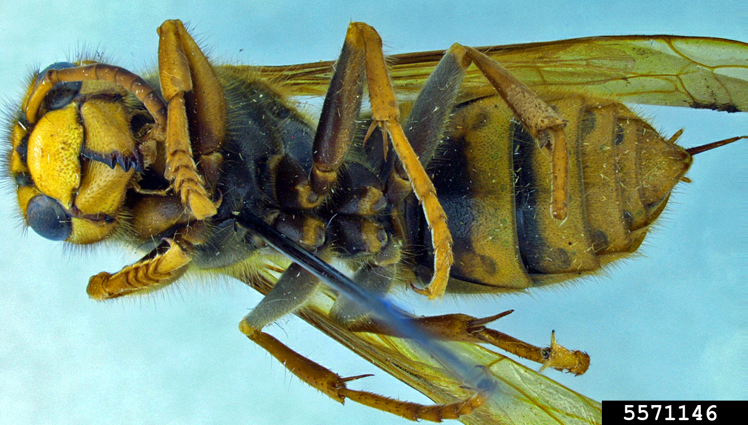 yellow hornet (Vespa simillima Smith, 1868)