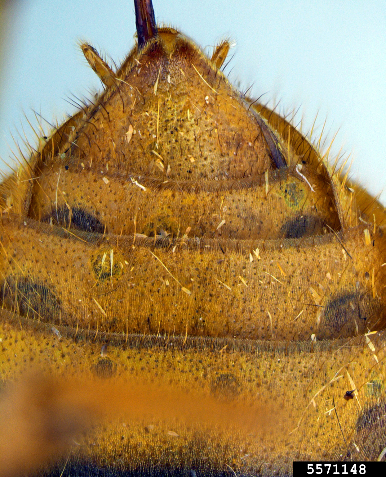 yellow hornet (Vespa simillima)