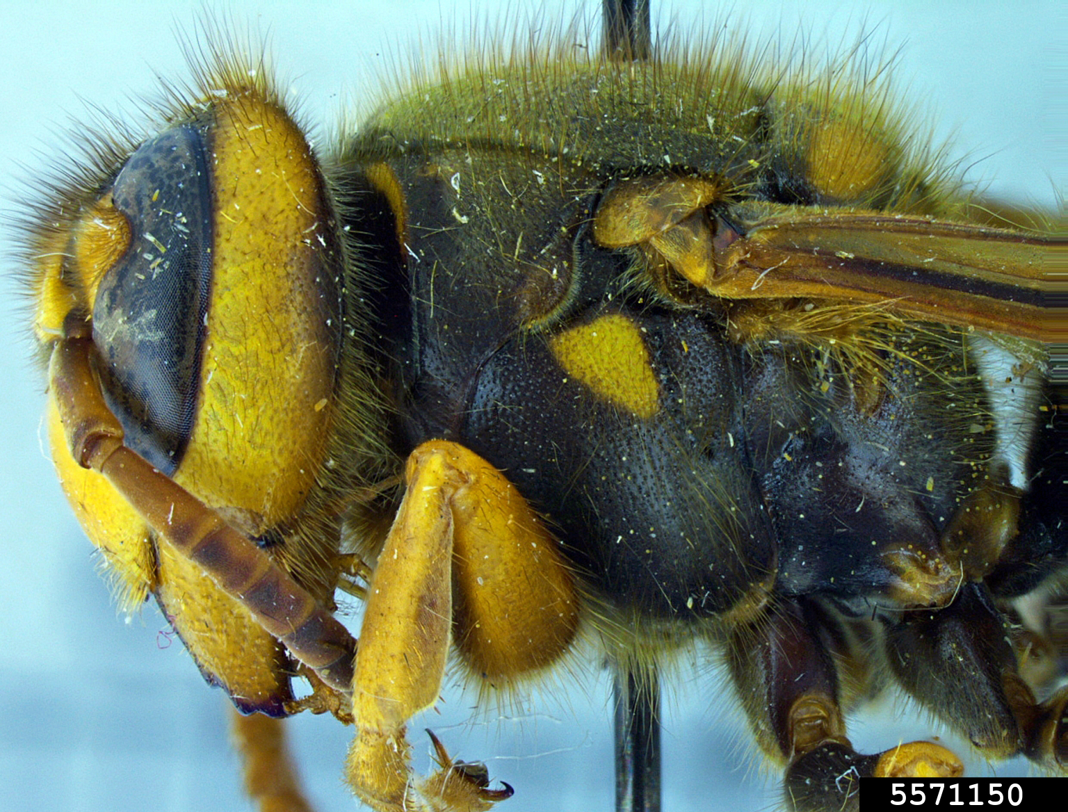 yellow hornet (Vespa simillima Smith, 1868)