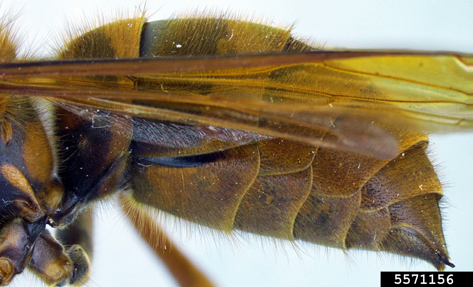 yellow hornet (Vespa simillima Smith, 1868)