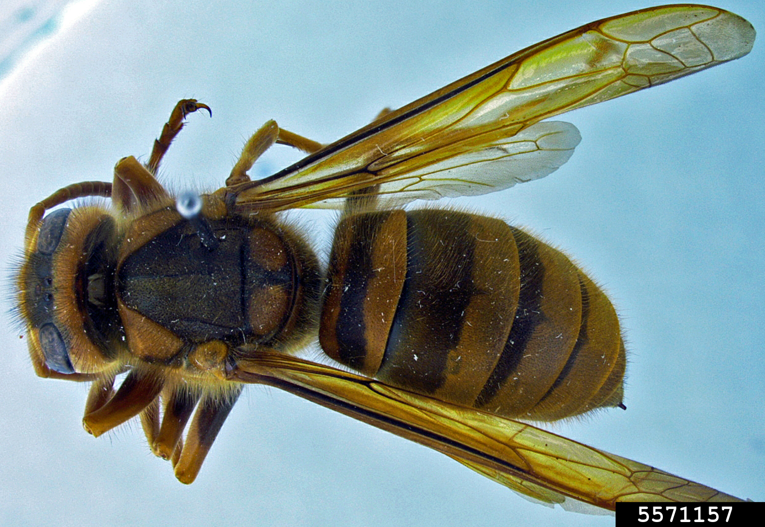 yellow hornet (Vespa simillima)