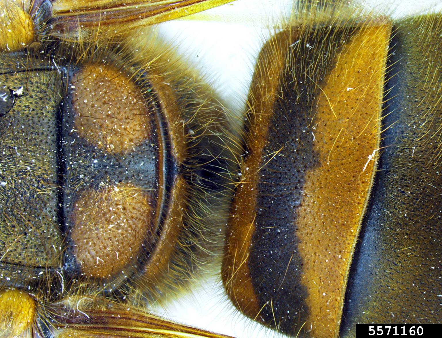 yellow hornet (Vespa simillima)