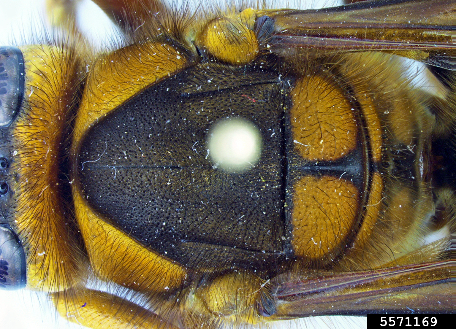 yellow hornet (Vespa simillima)