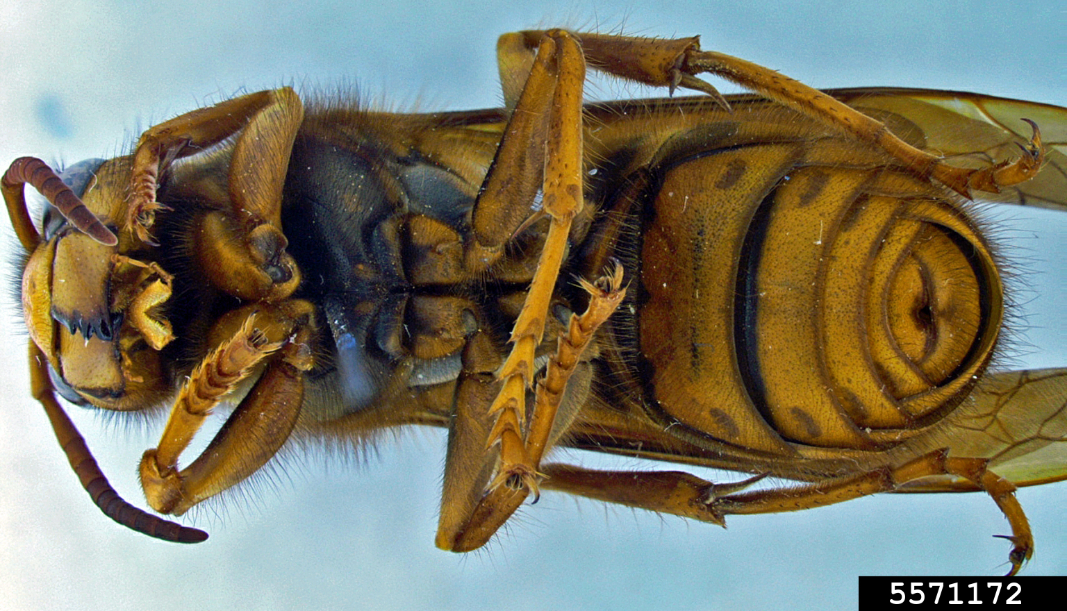yellow hornet (Vespa simillima Smith, 1868)