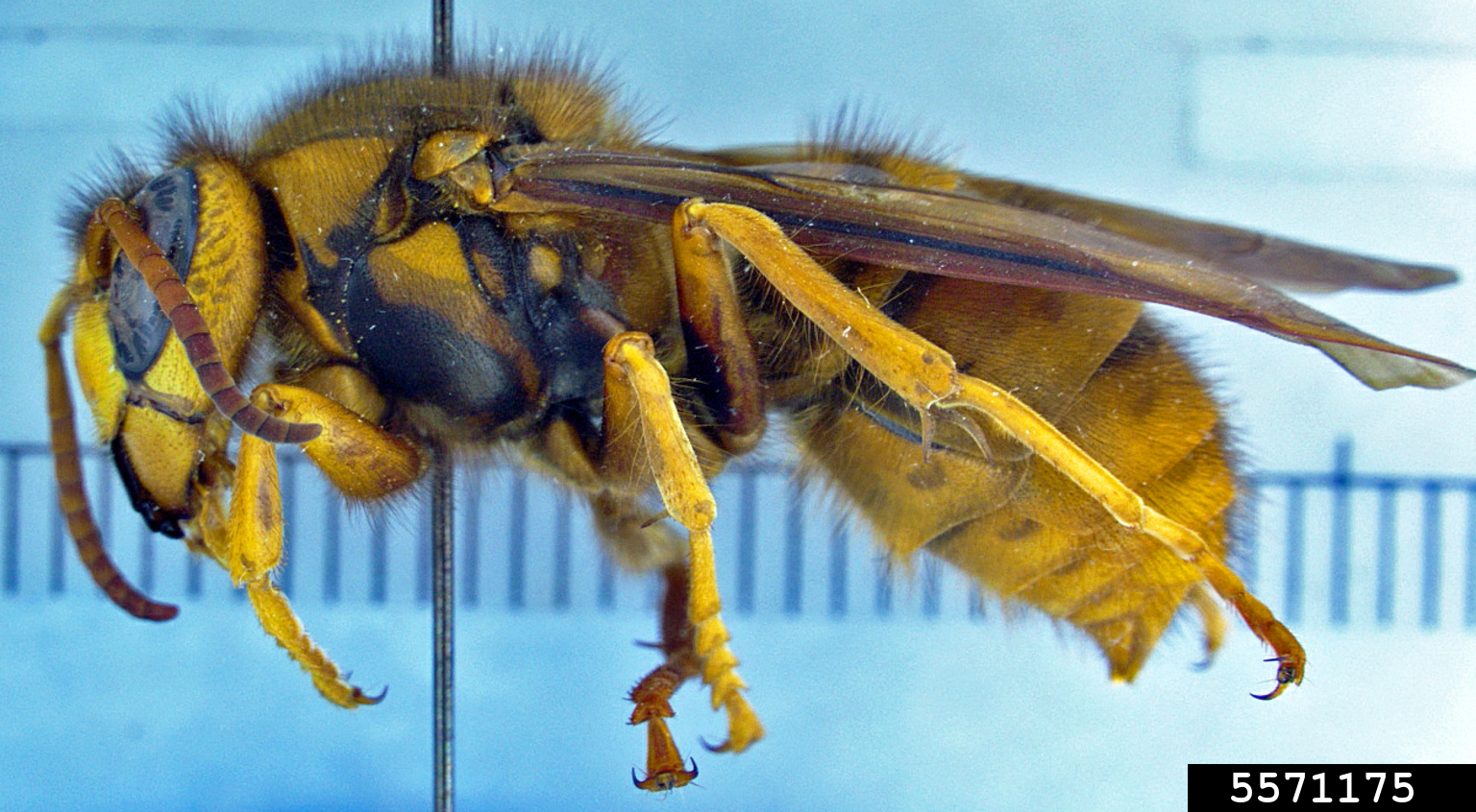 yellow hornet (Vespa simillima Smith, 1868)