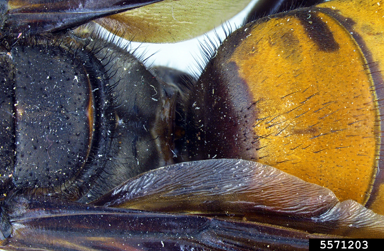 greater banded hornet (Vespa tropica (Linnaeus, 1758))